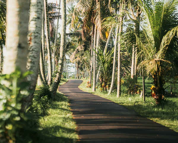Walking path in the Indonesian Jungle